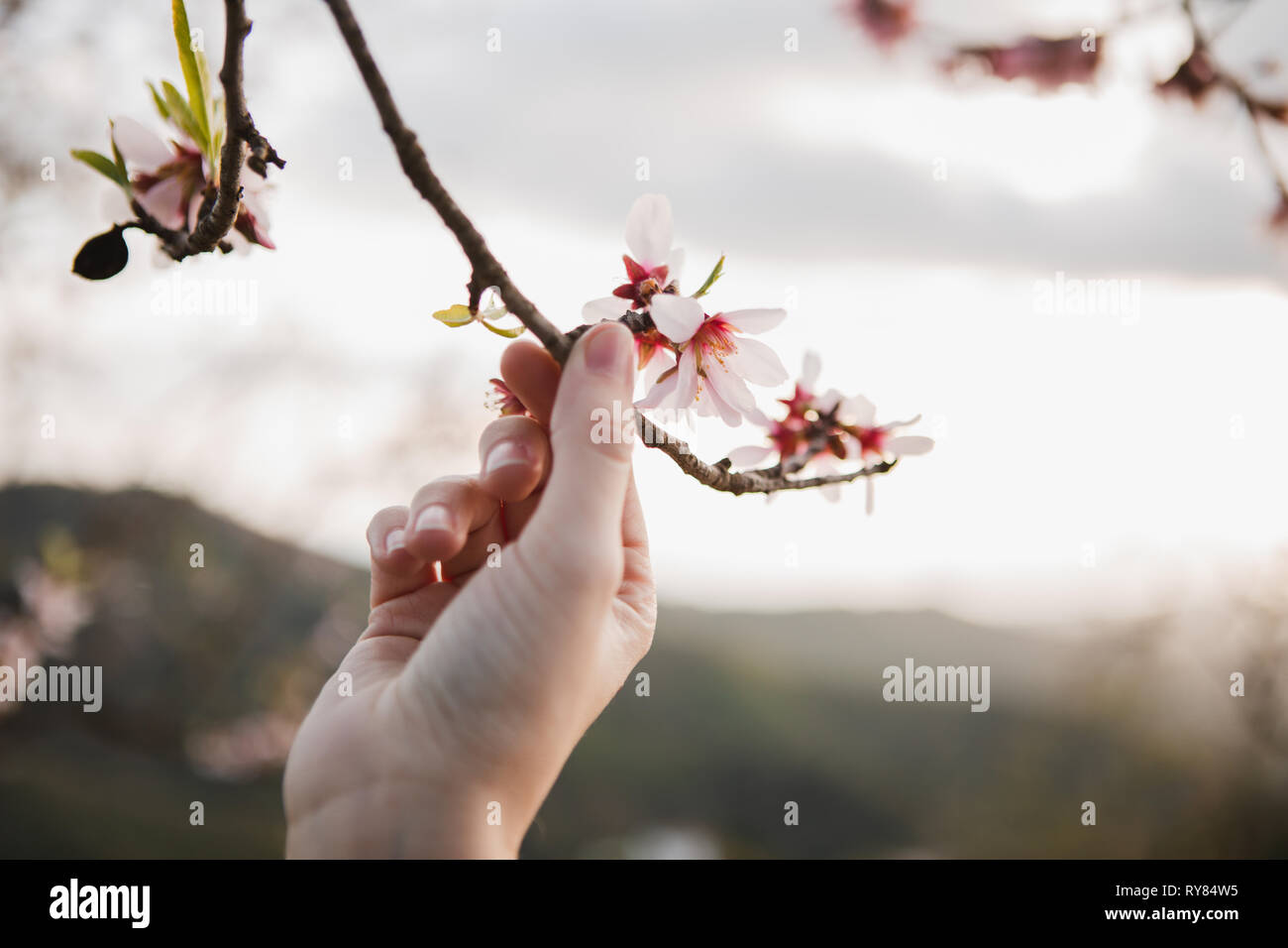 Crop hand of lady holding branch of blooming wood in garden between ...