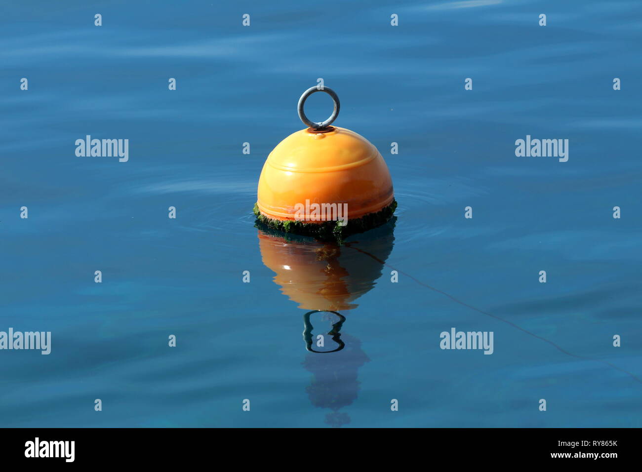 Orange plastic buoy with metal ring on top surrounded with green algae ...