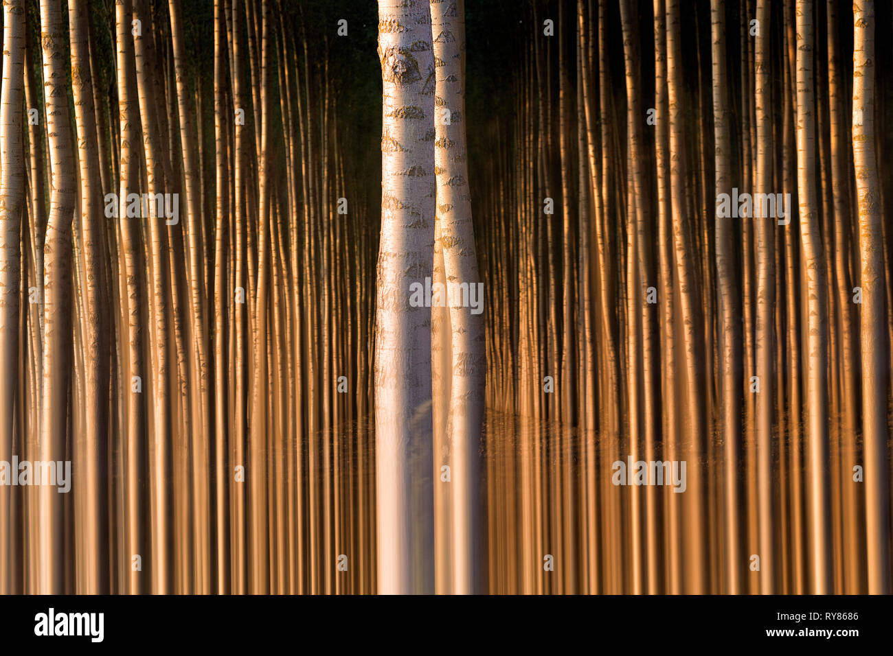 Pictorial photo of tranquil forest with long trunks of trees, Spain ...