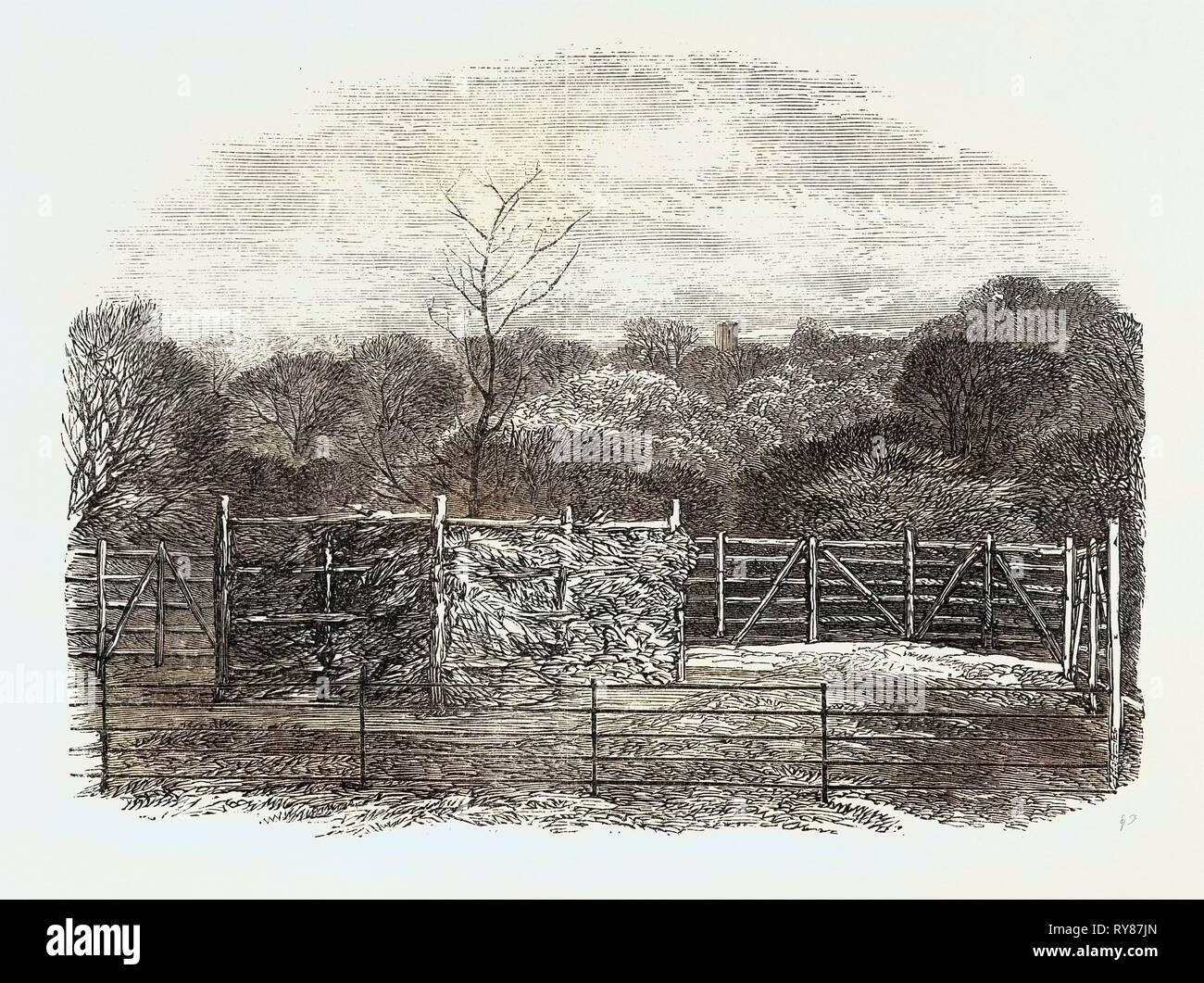 The Prince Consort's Oak Planted by Her Majesty in the Flemish Farm ...