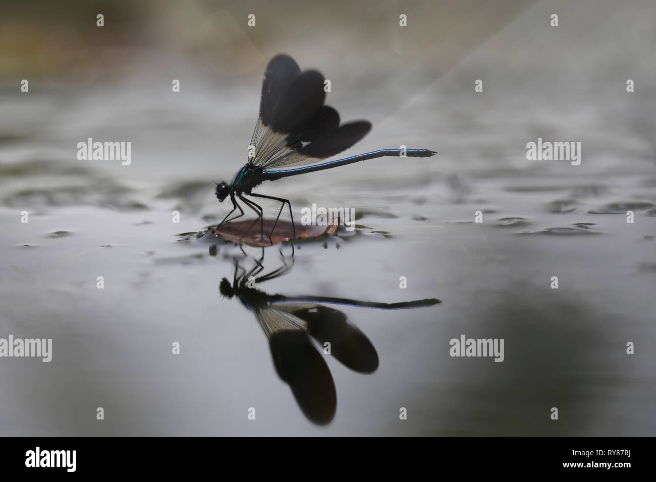 Pictorial photo of dragon-fly hanging on twig on white background Stock ...