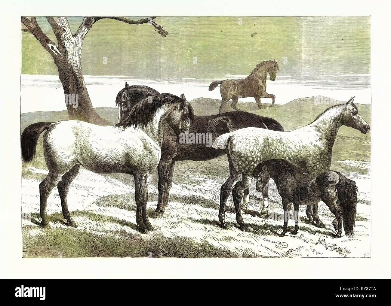 Prize Horses at the Horse Show in the Agricultural Hall Islington UK ...