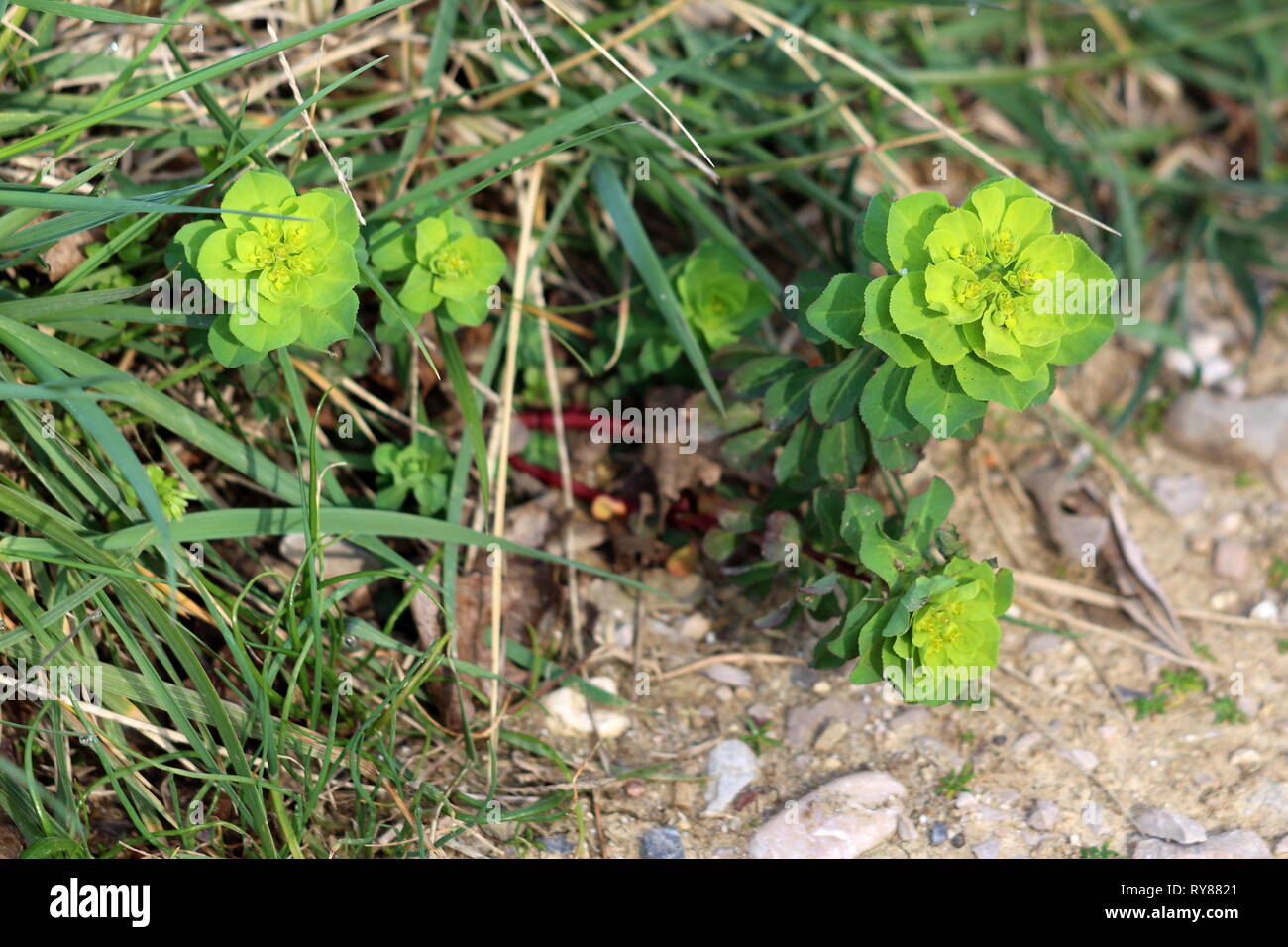 Small Sun spurge or Euphorbia helioscopia or Wart spurge or Umbrella ...