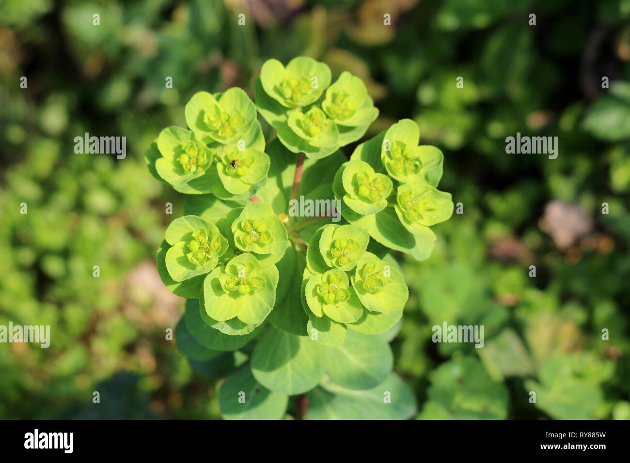 Sun spurge or Euphorbia helioscopia or Wart spurge or Umbrella milkweed ...