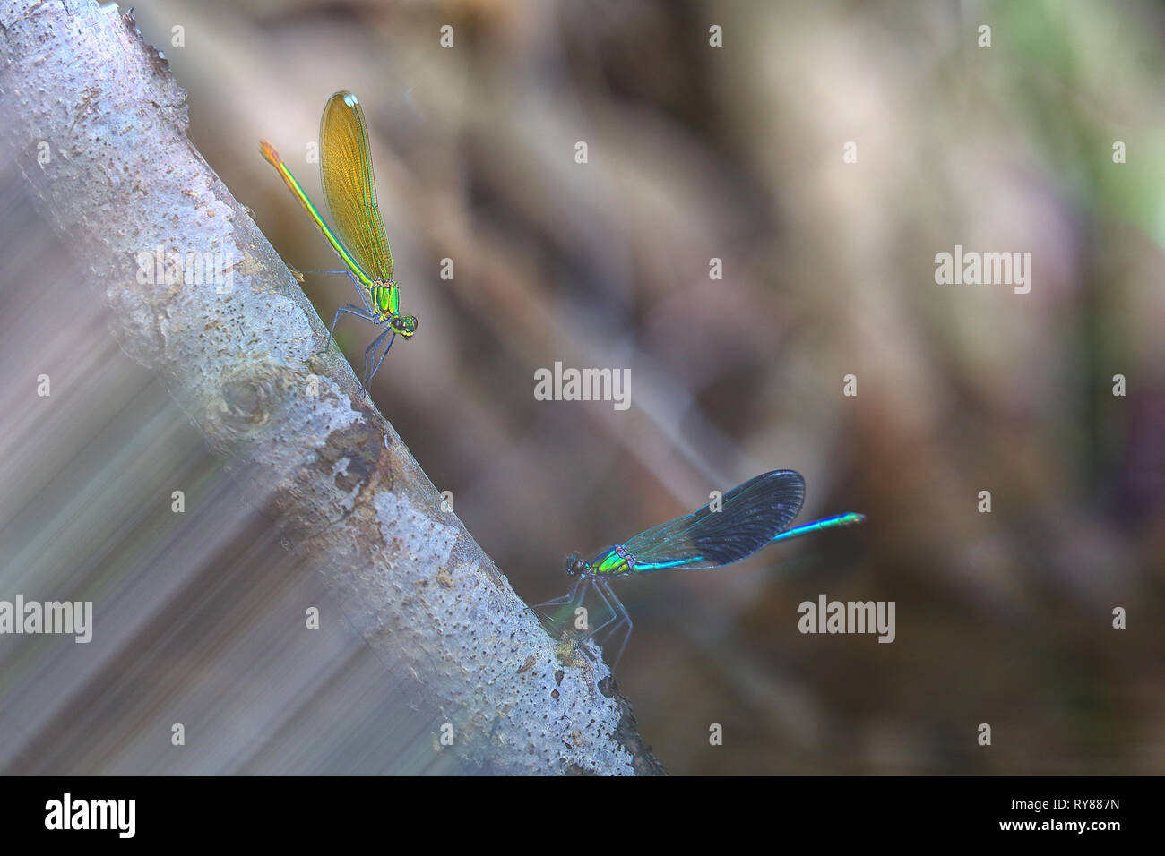 Pictorial photo of dragon-fly hanging on plant on white background ...