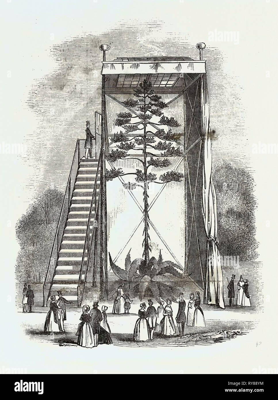 American aloe in bloom hi-res stock photography and images - Alamy