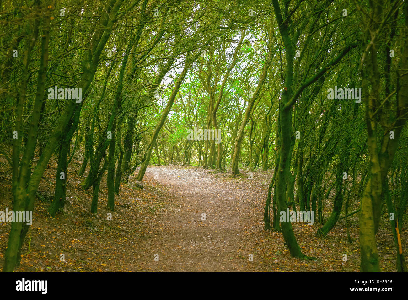 Leafless sapling hi-res stock photography and images - Alamy