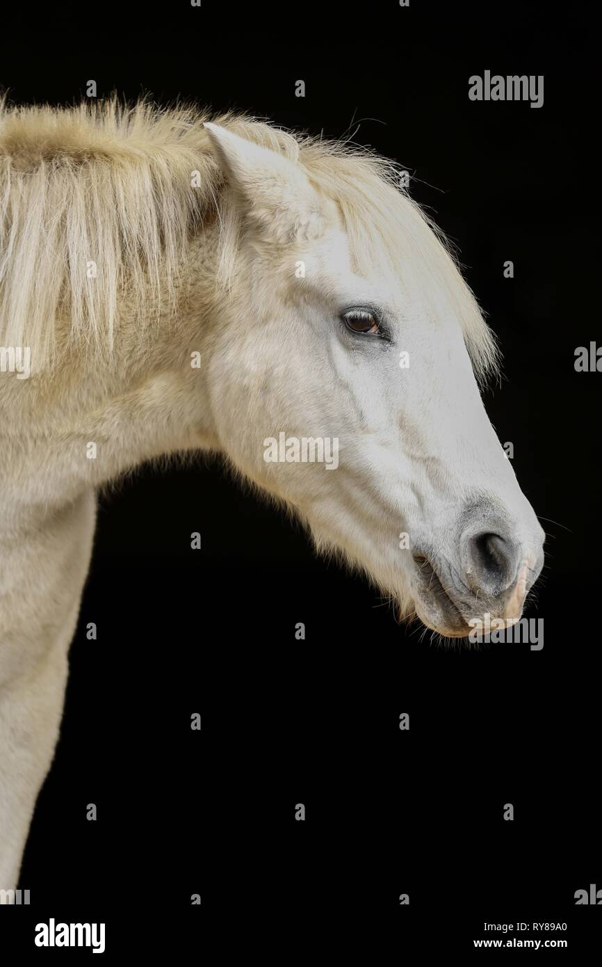 Pony set hi-res stock photography and images - Alamy