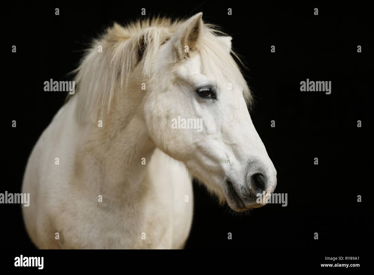 Equine portraits hi-res stock photography and images - Alamy