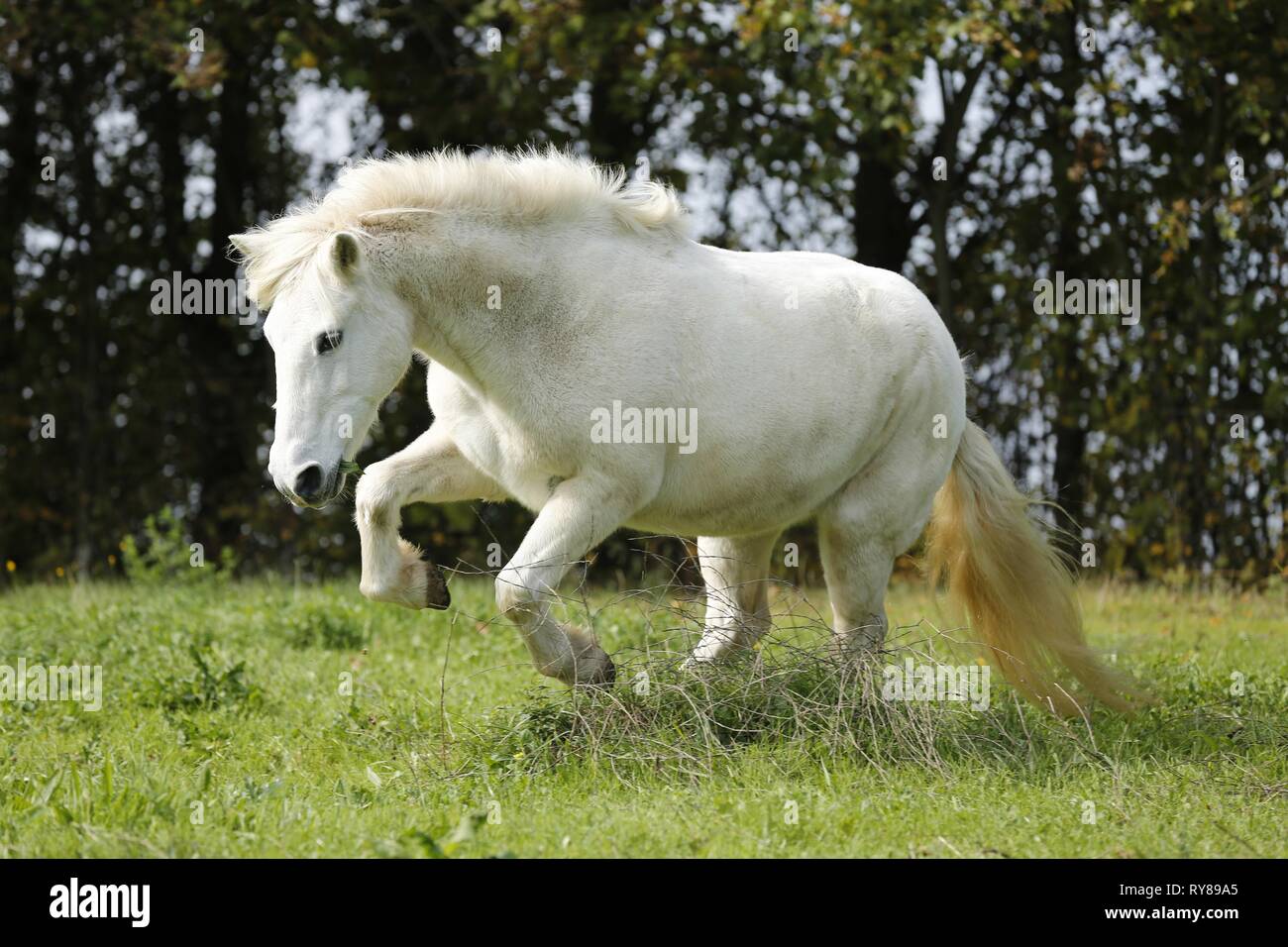 Jumping pony hi-res stock photography and images - Alamy