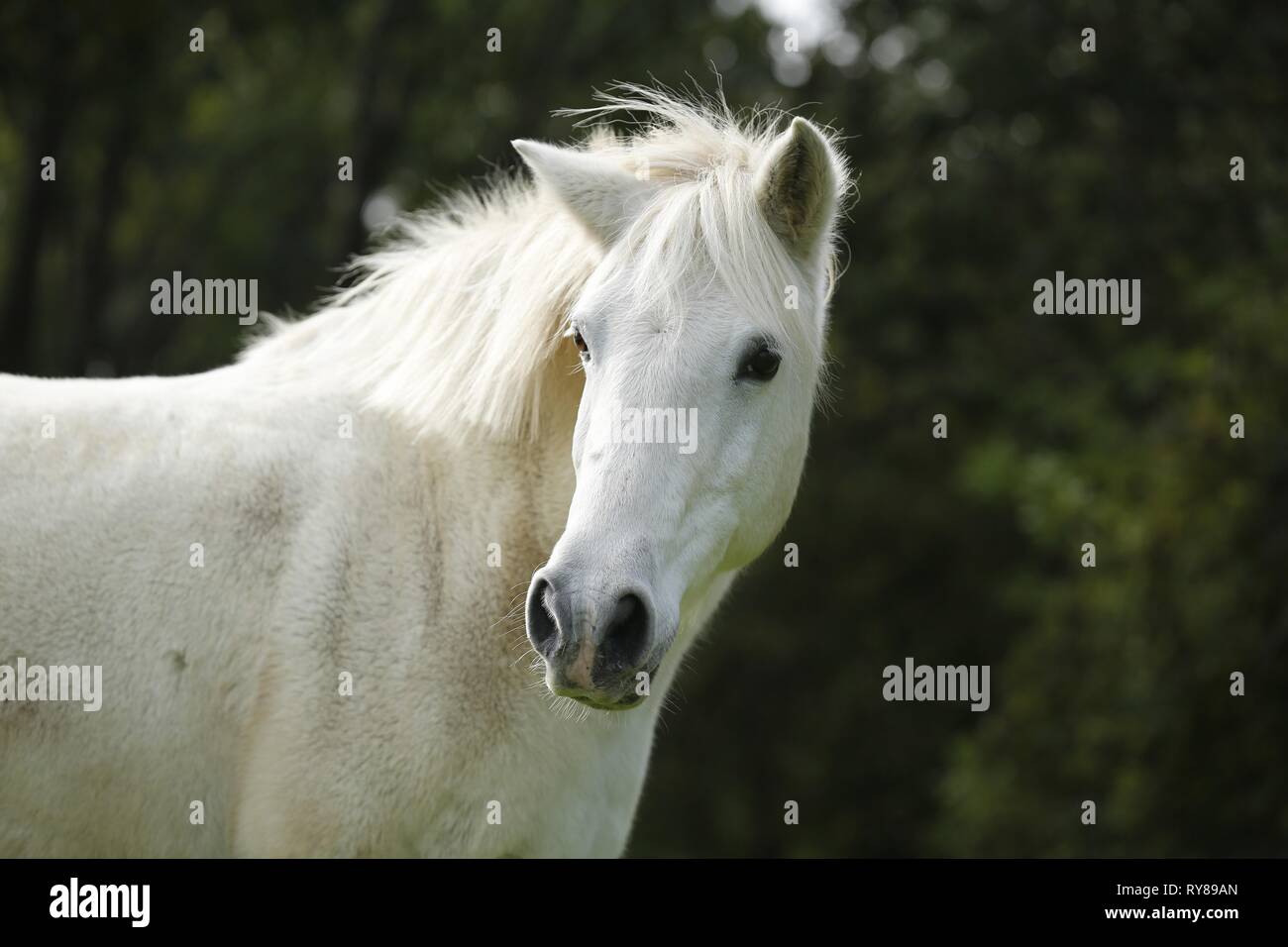 Equine portraits hi-res stock photography and images - Alamy