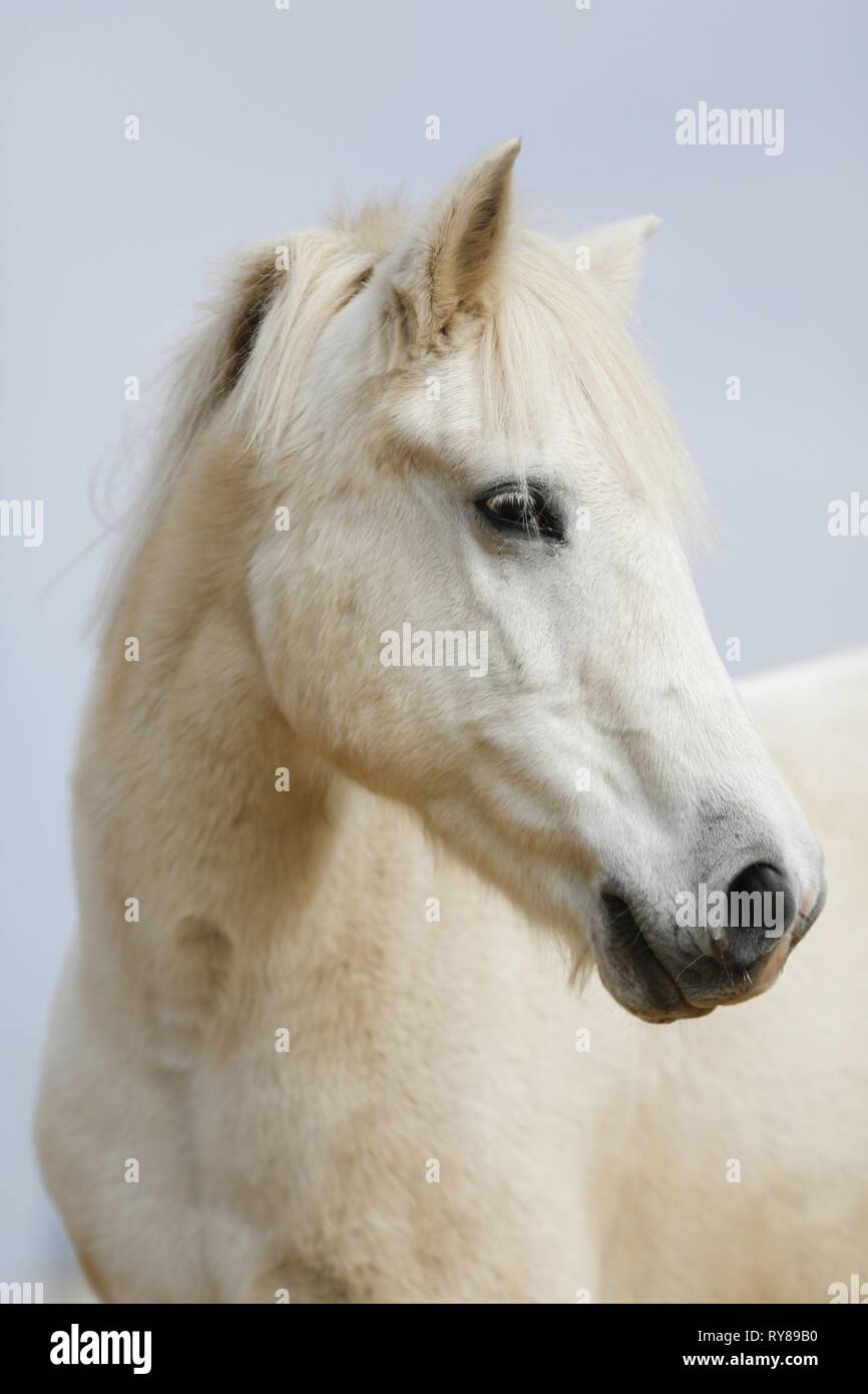 Equine portraits hi-res stock photography and images - Alamy