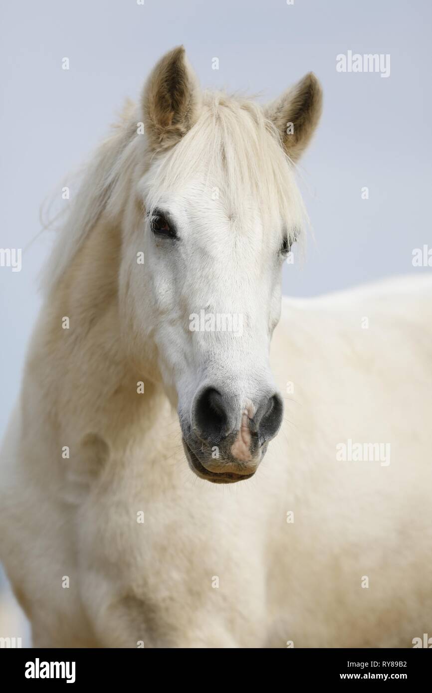 Equine portraits hi-res stock photography and images - Alamy