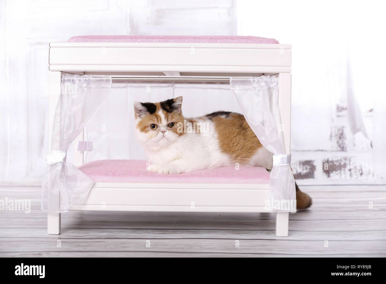 American shorthair cat bed hi-res stock photography and images - Alamy