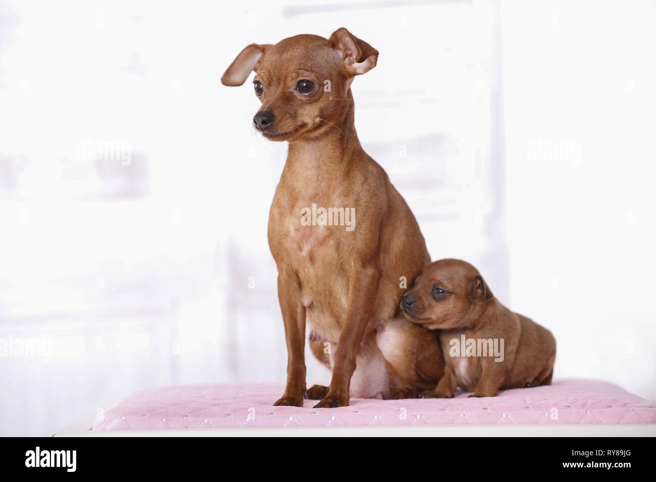 2 Prague Ratter Stock Photo - Alamy