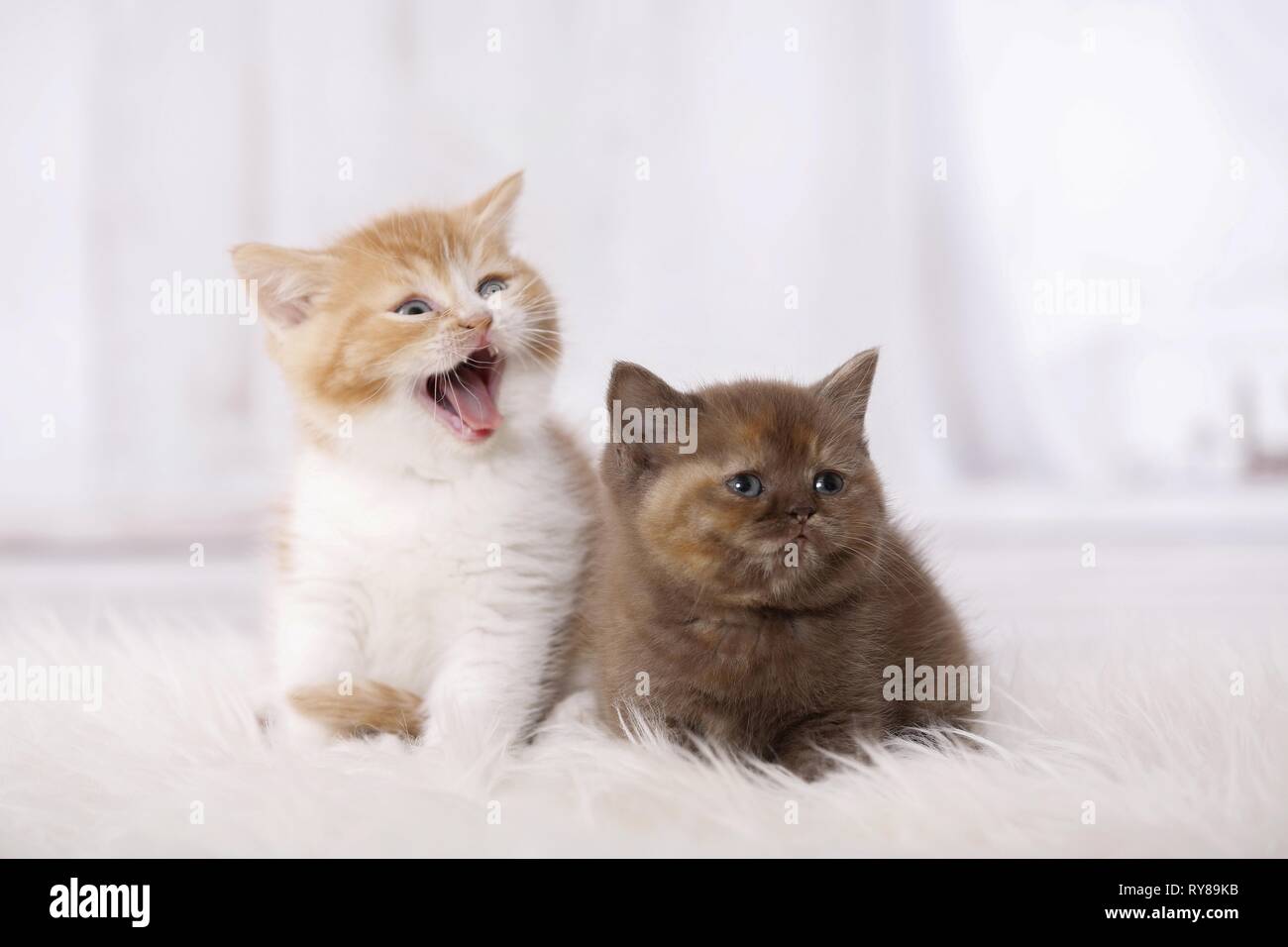 Felidae yawn hi-res stock photography and images - Alamy