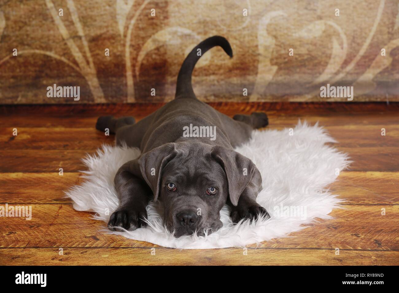 young Cane Corso Stock Photo - Alamy