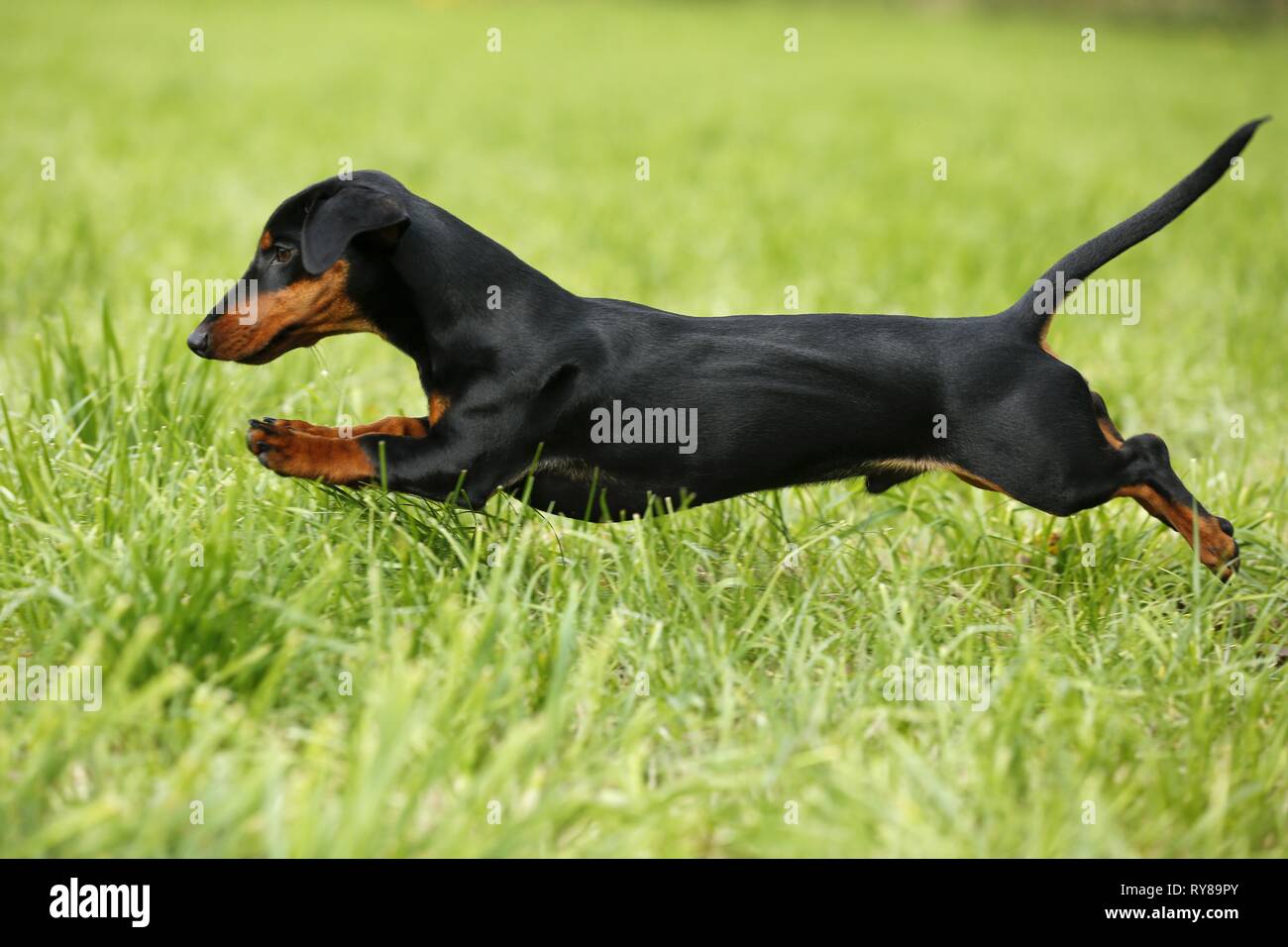 Dachshund running hi-res stock photography and images - Alamy