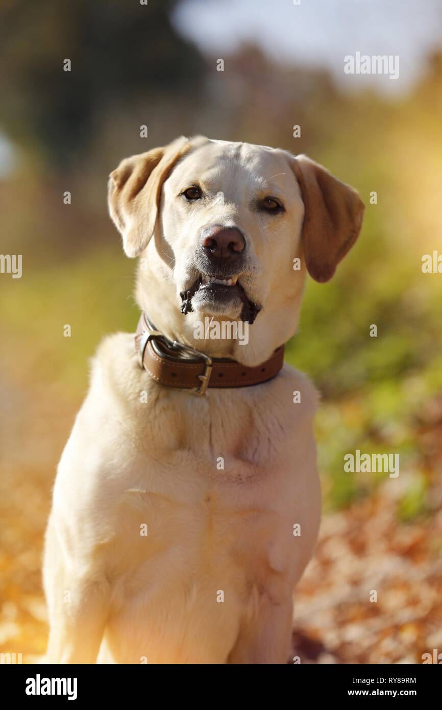 Labrador Retriever Portrait Stock Photo - Alamy