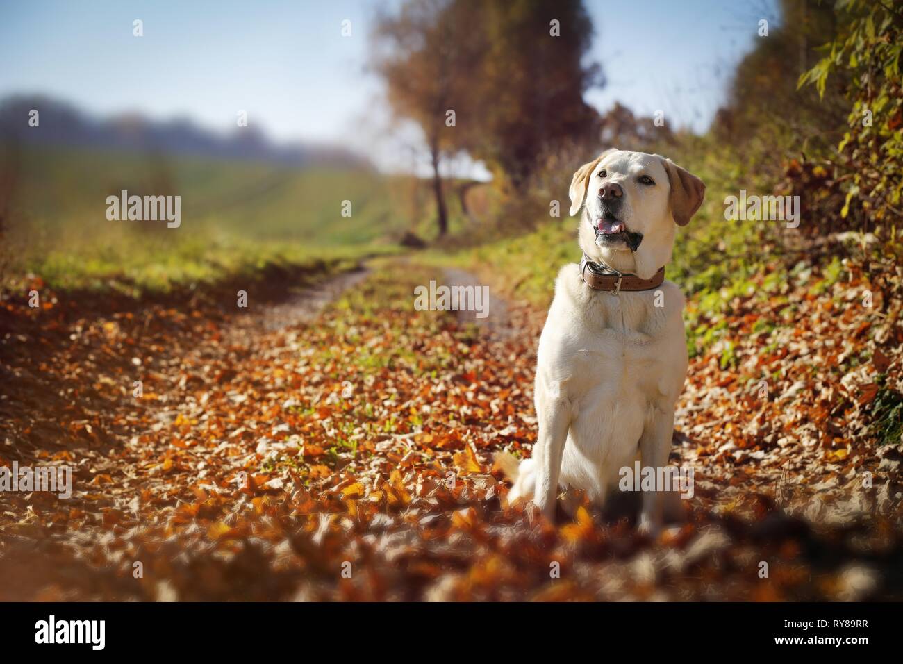 sitting Labrador Retriever Stock Photo - Alamy