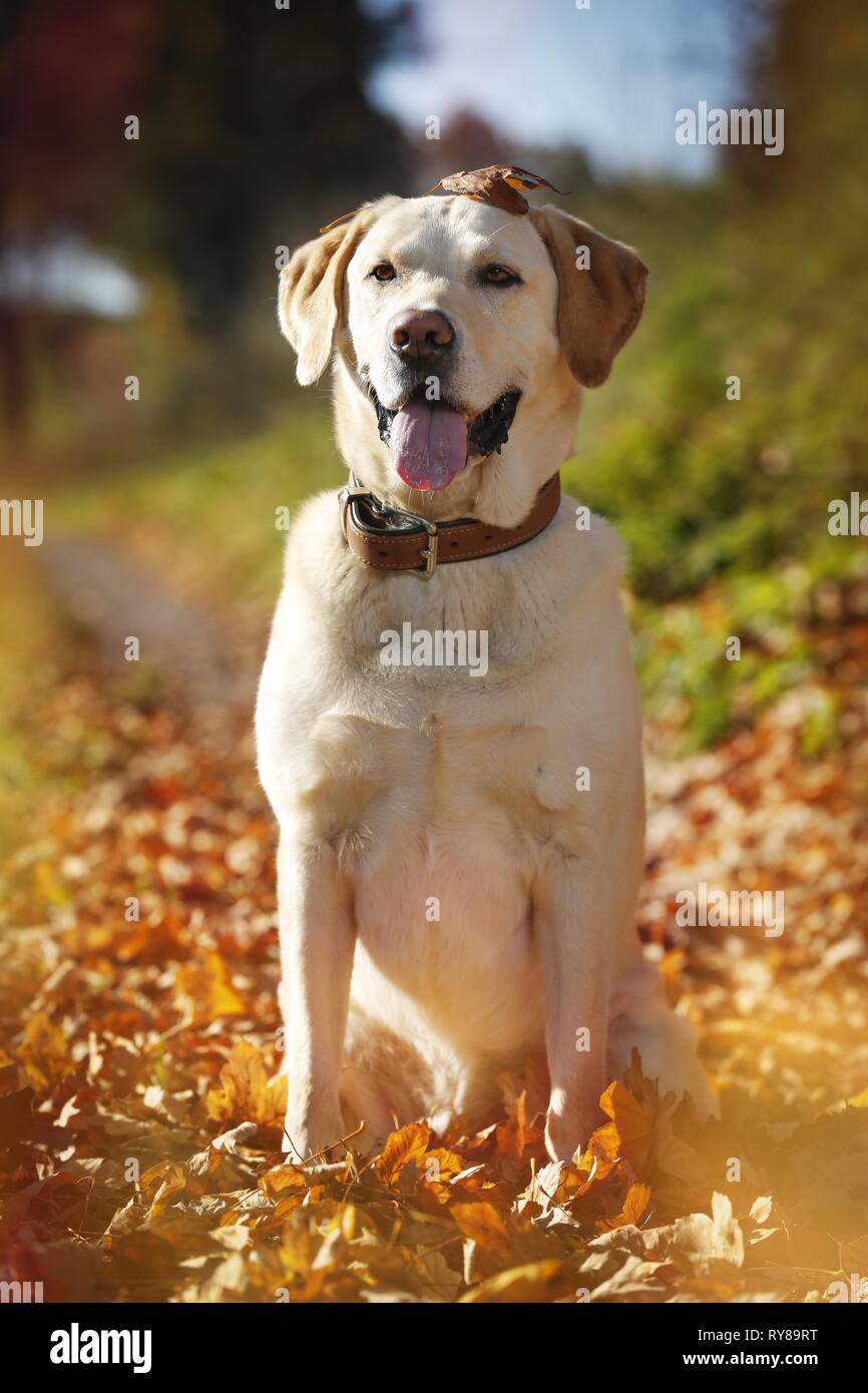 sitting Labrador Retriever Stock Photo - Alamy