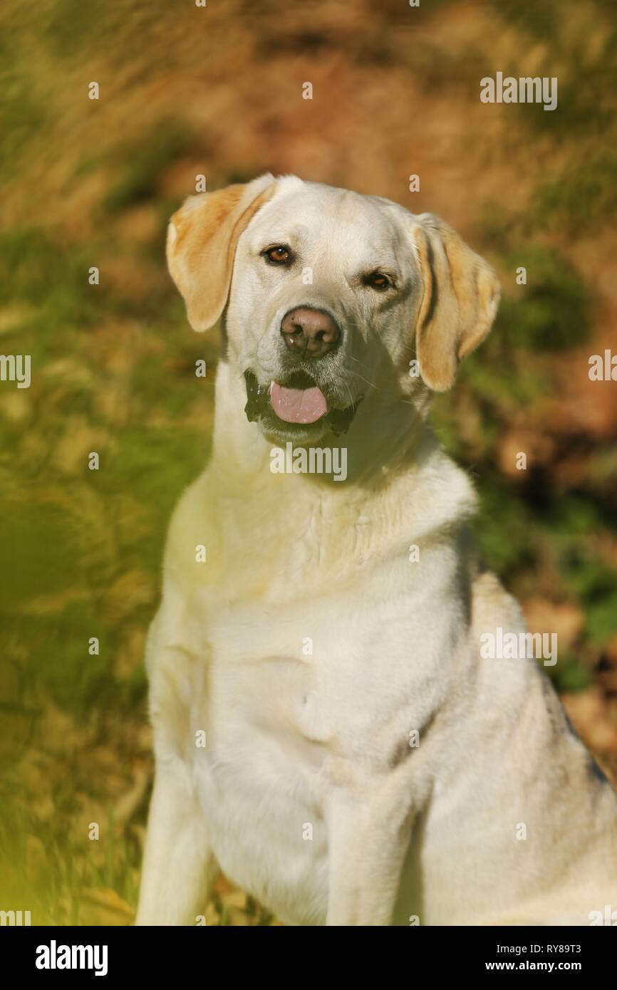 Labrador Retriever Portrait Stock Photo - Alamy