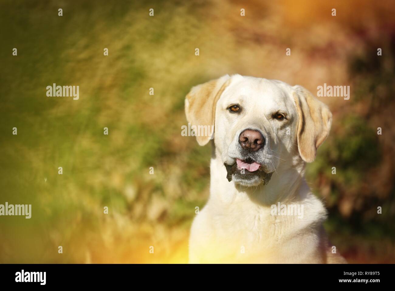 Labrador Retriever Portrait Stock Photo - Alamy