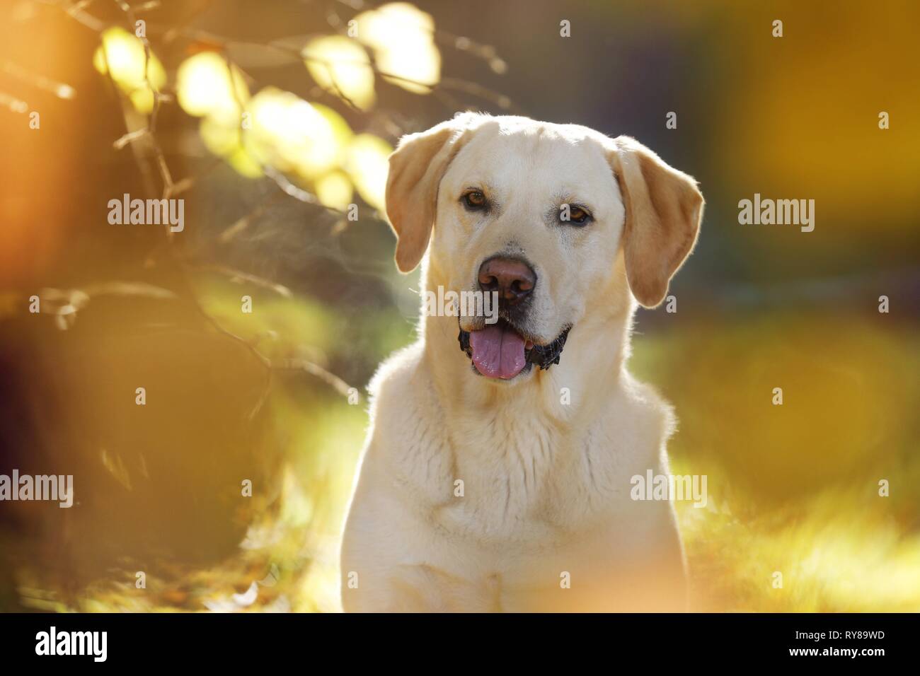 Labrador Retriever Portrait Stock Photo - Alamy