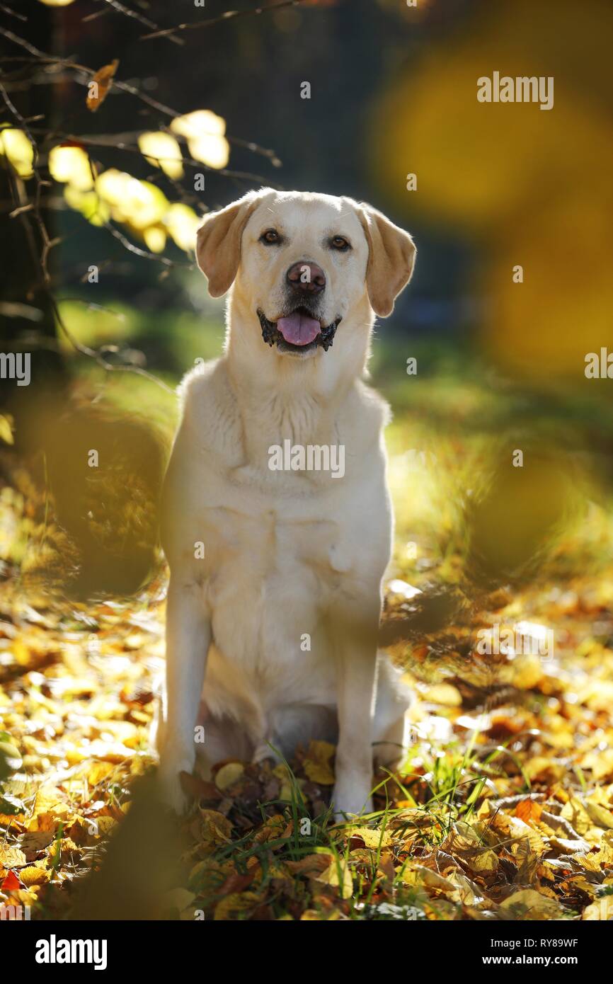 sitting Labrador Retriever Stock Photo - Alamy