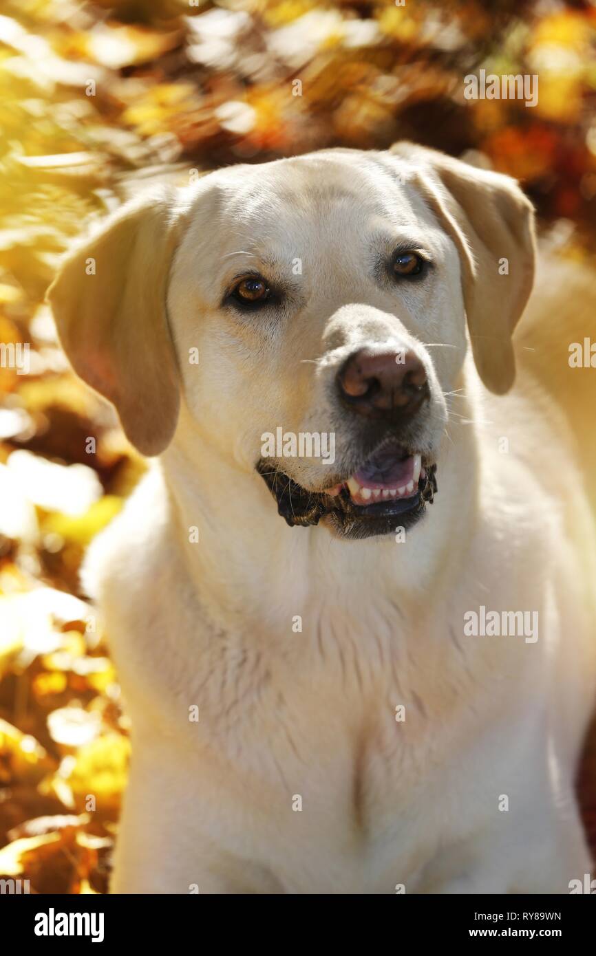 Labrador Retriever Portrait Stock Photo - Alamy