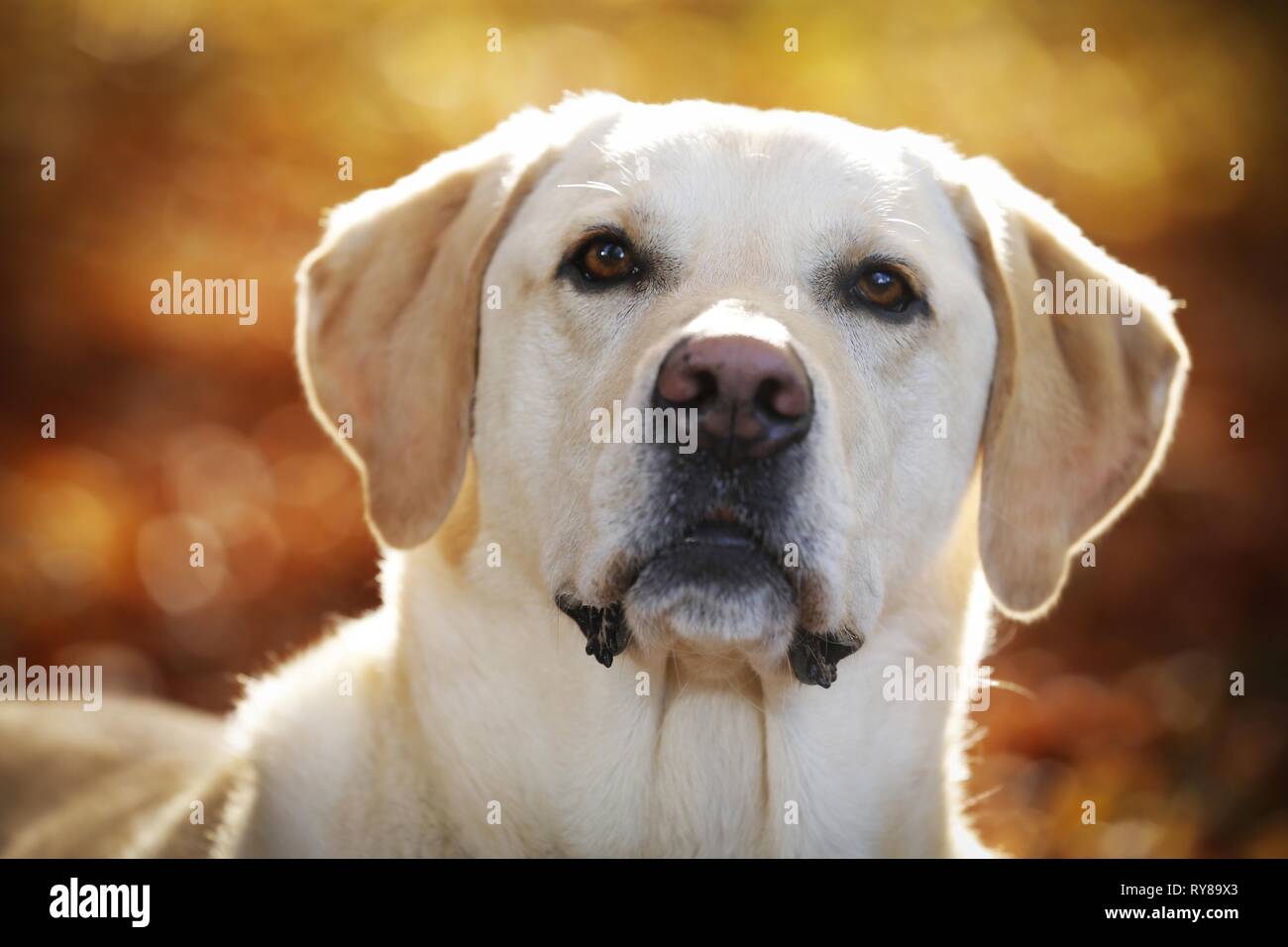Labrador Retriever Portrait Stock Photo - Alamy