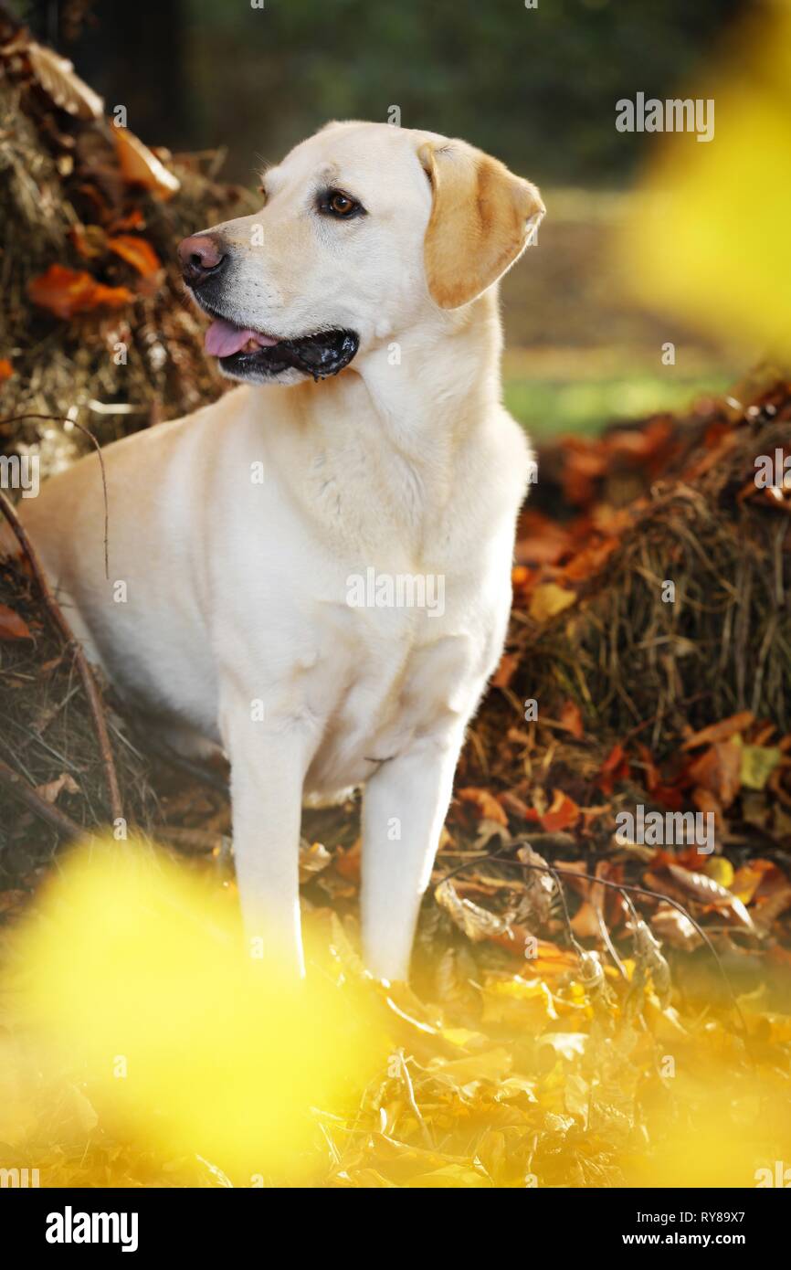 Labrador retrievers sitting side side hi-res stock photography and ...