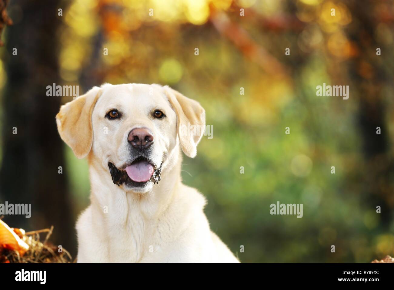 Labrador Retriever Portrait Stock Photo - Alamy