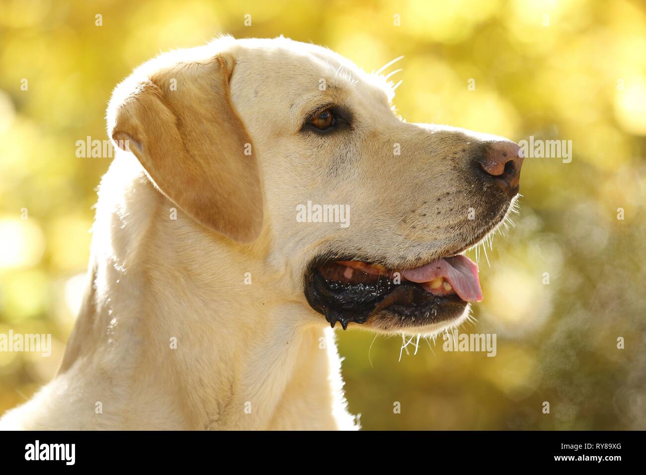 Labrador Retriever Portrait Stock Photo - Alamy