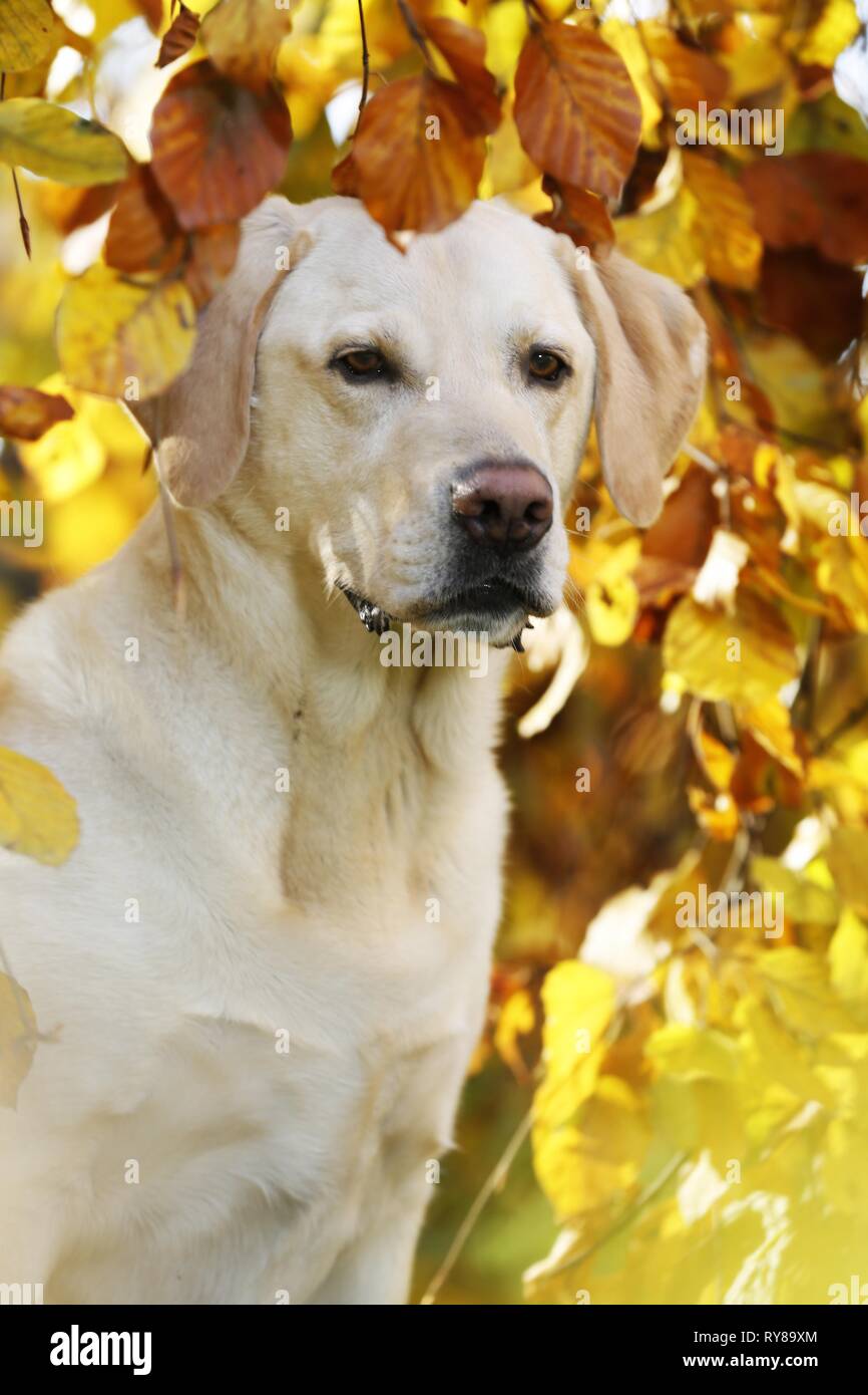 Labrador Retriever Portrait Stock Photo - Alamy