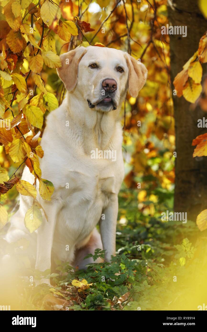 sitting Labrador Retriever Stock Photo - Alamy
