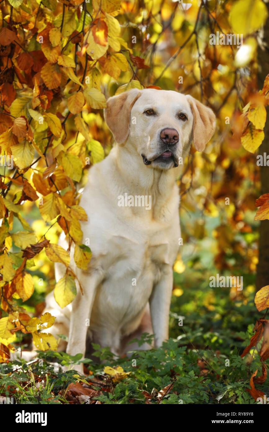 sitting Labrador Retriever Stock Photo - Alamy