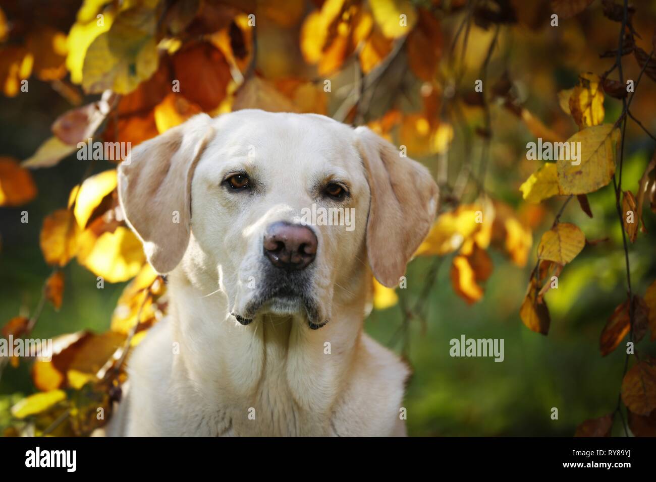 Labrador Retriever Portrait Stock Photo - Alamy