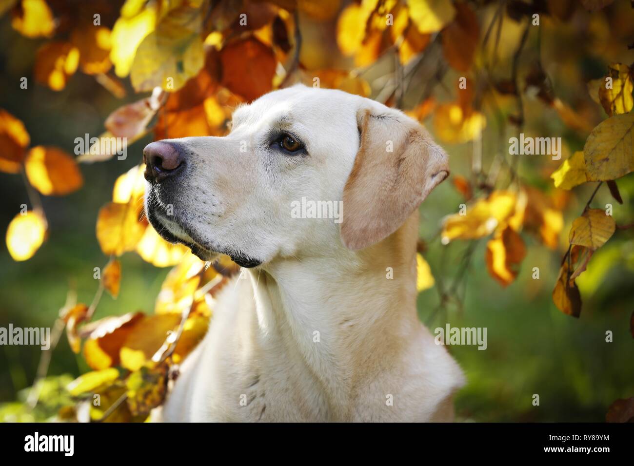 Labrador Retriever Portrait Stock Photo - Alamy