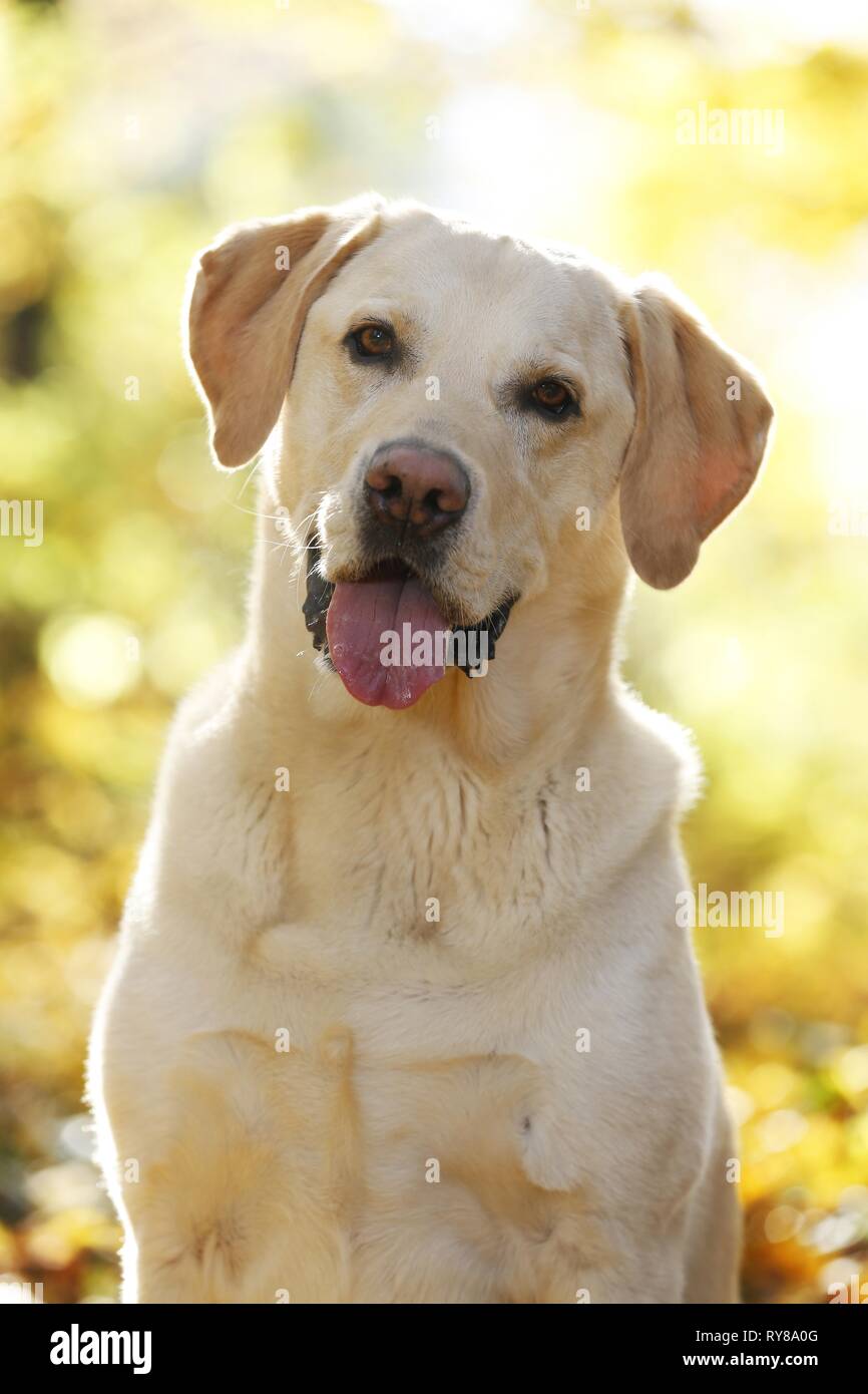 Labrador Retriever Portrait Stock Photo - Alamy