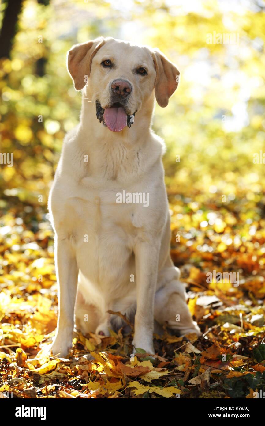 sitting Labrador Retriever Stock Photo - Alamy