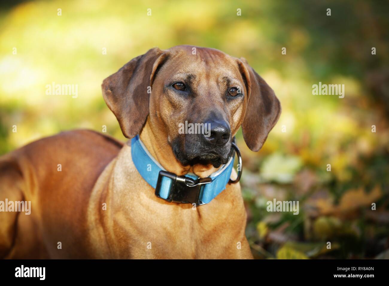 Rhodesian Ridgeback Portrait Stock Photo - Alamy