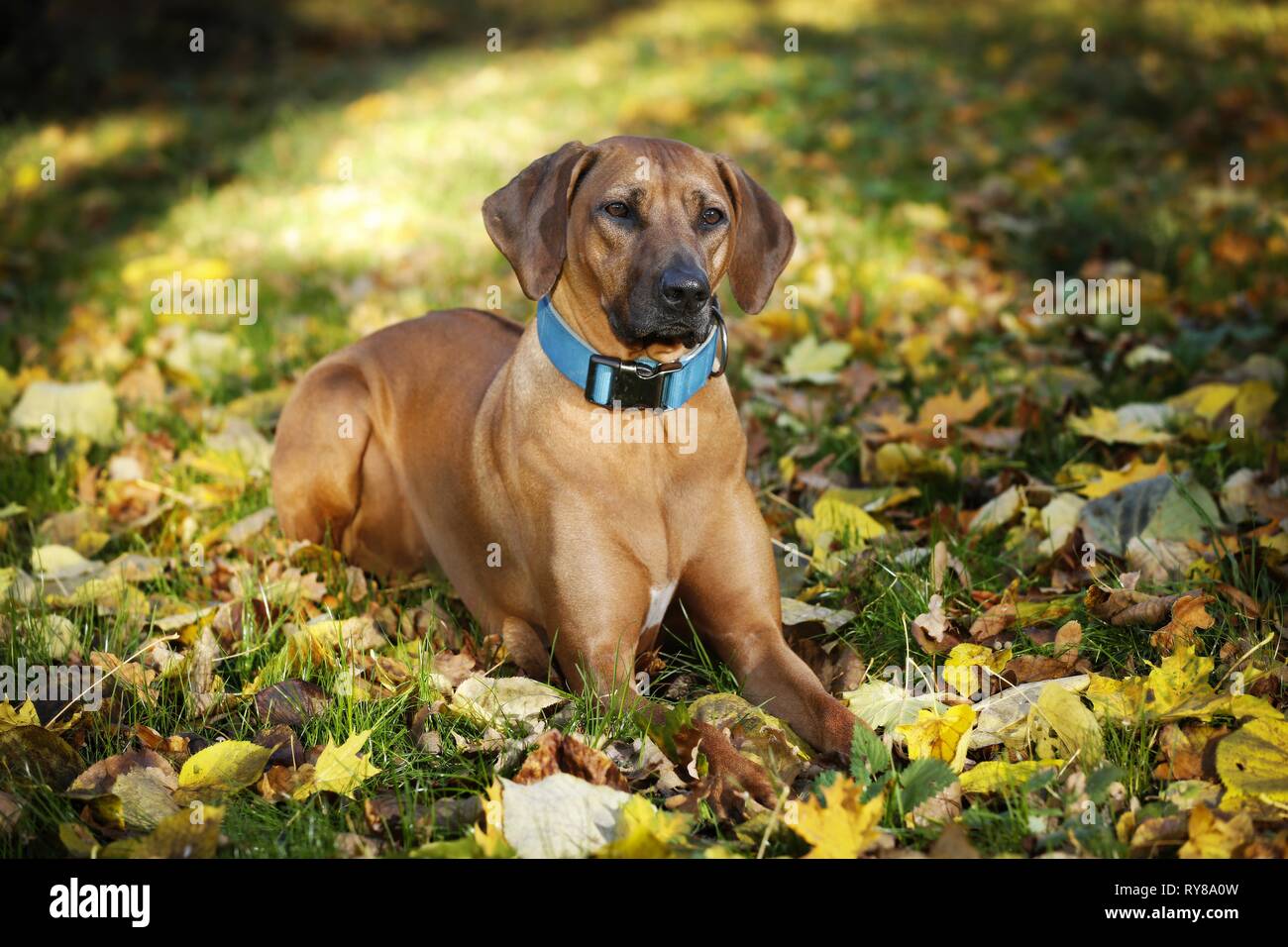 lying Rhodesian Ridgeback Stock Photo - Alamy