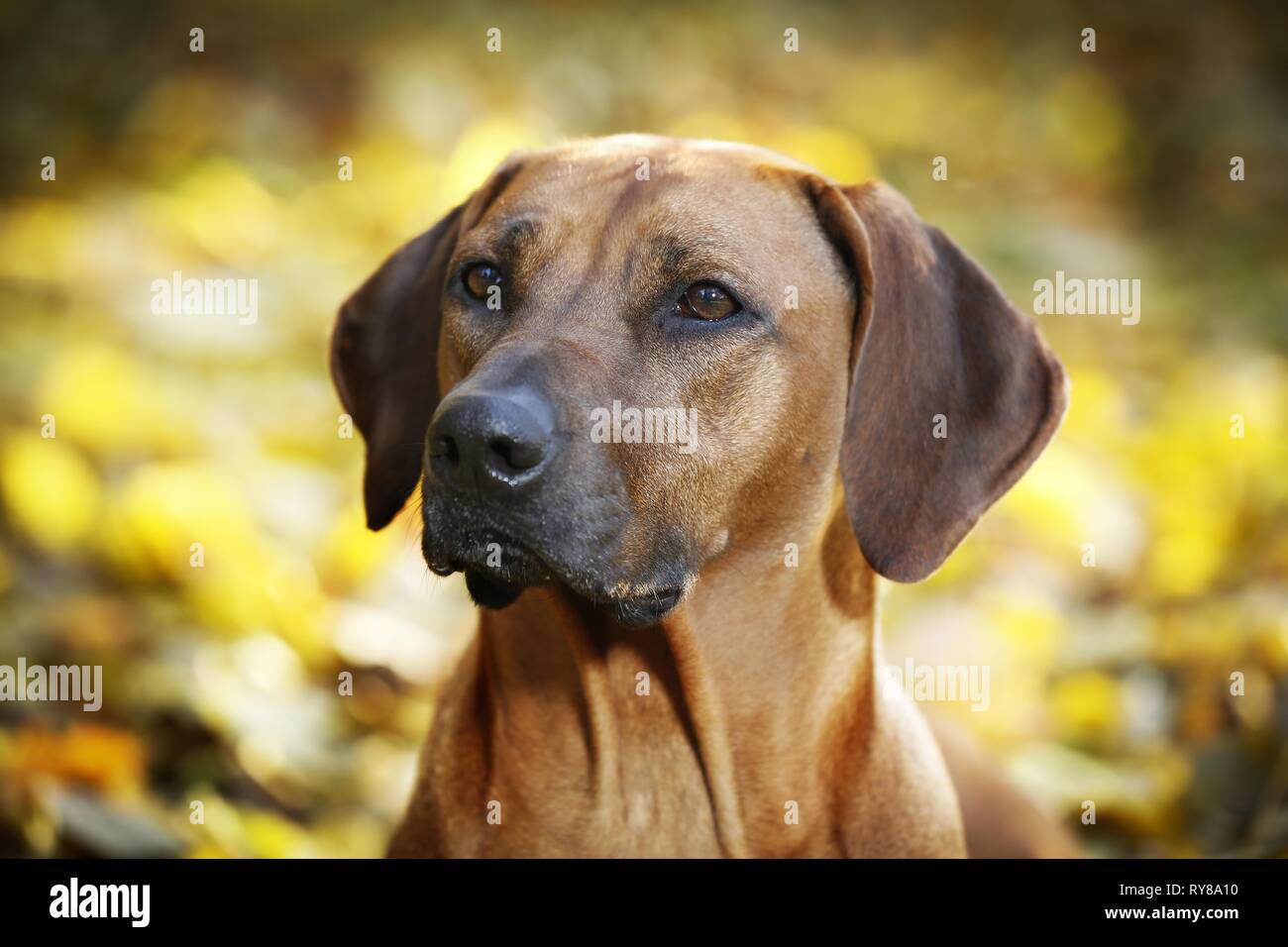 Rhodesian Ridgeback Portrait Stock Photo - Alamy