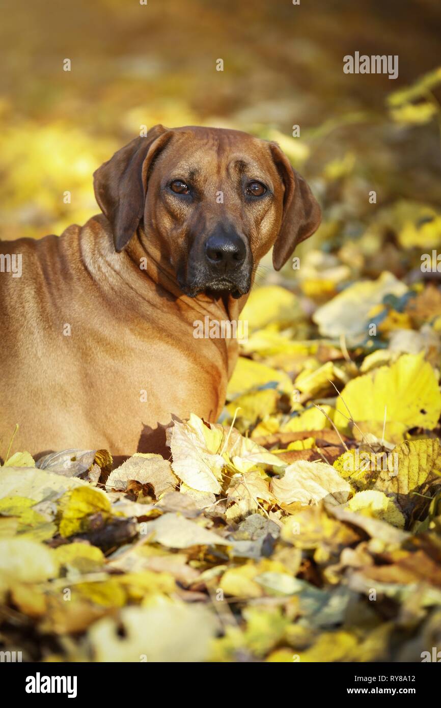lying Rhodesian Ridgeback Stock Photo - Alamy