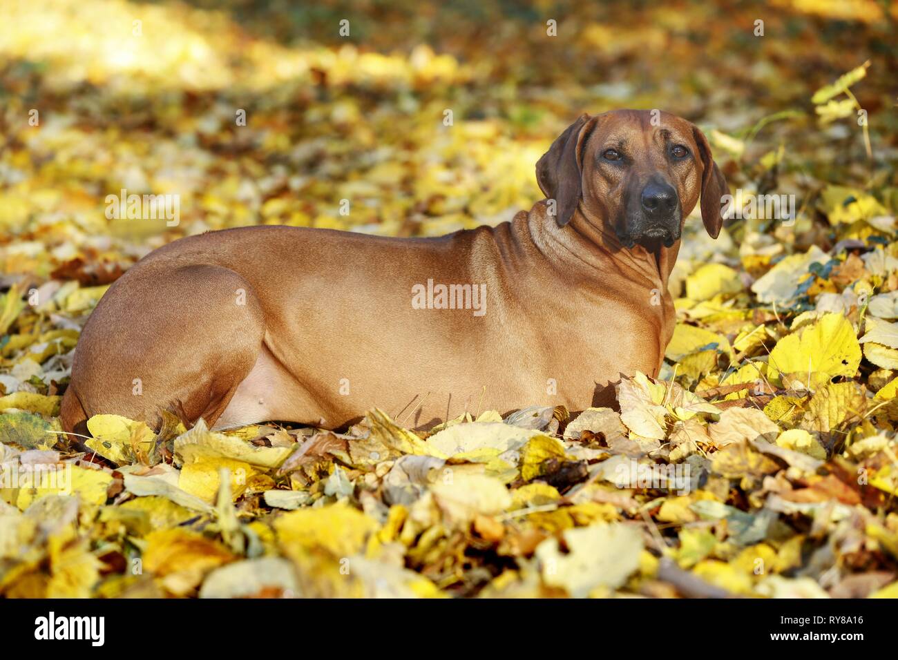 lying Rhodesian Ridgeback Stock Photo - Alamy