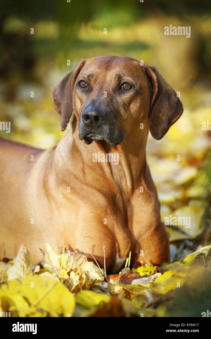 lying Rhodesian Ridgeback Stock Photo - Alamy