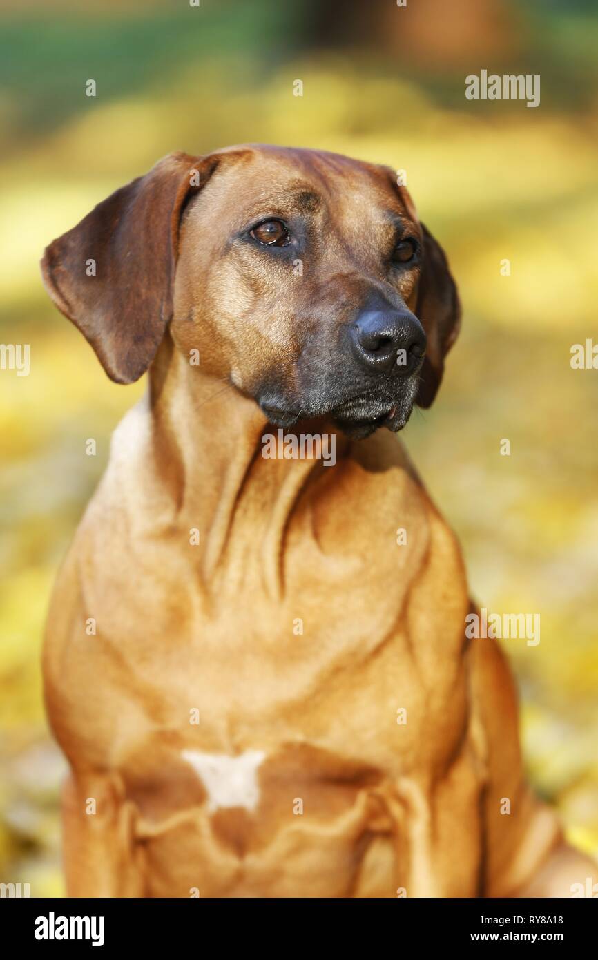 Rhodesian Ridgeback Portrait Stock Photo - Alamy