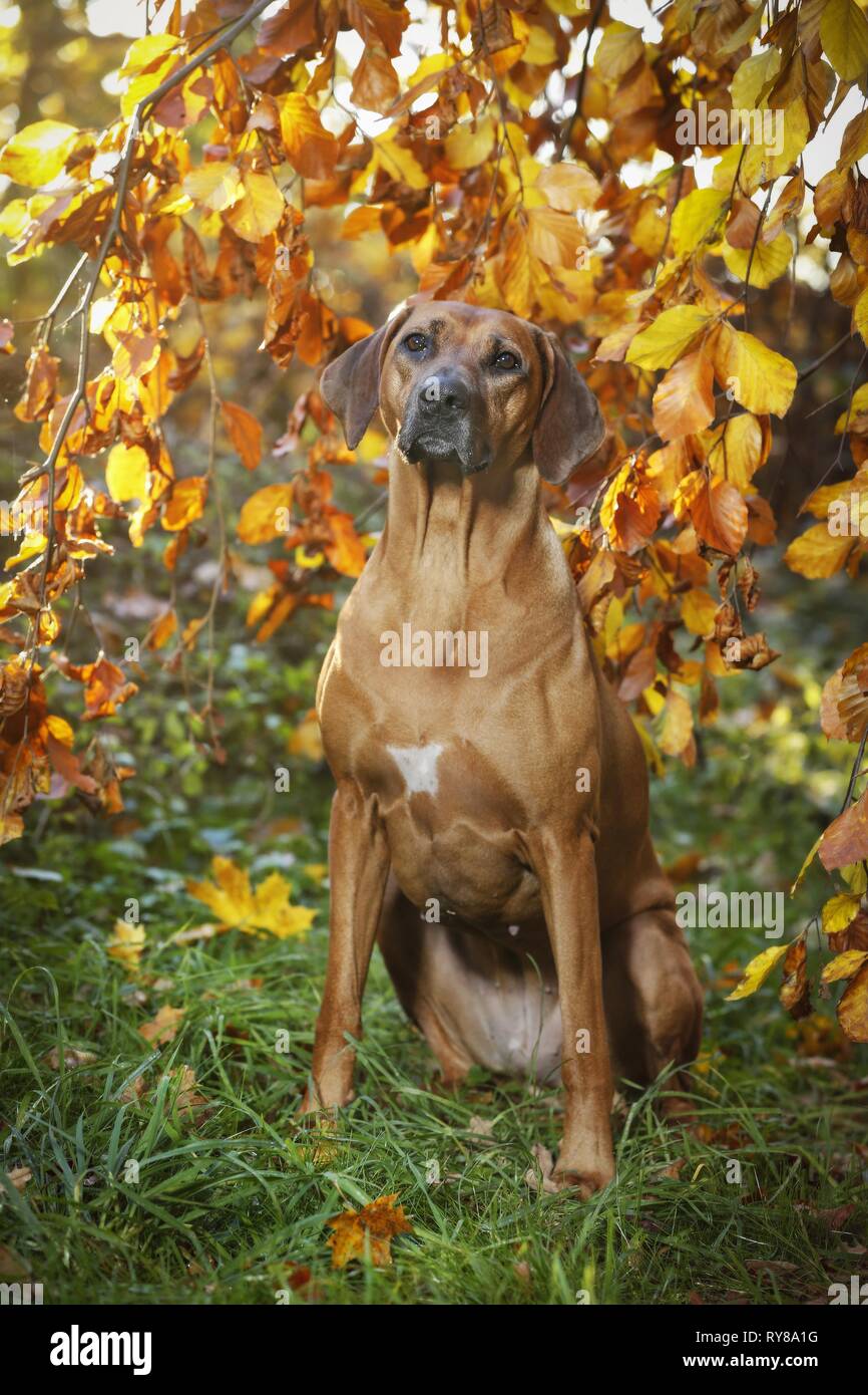 sitting Rhodesian Ridgeback Stock Photo - Alamy