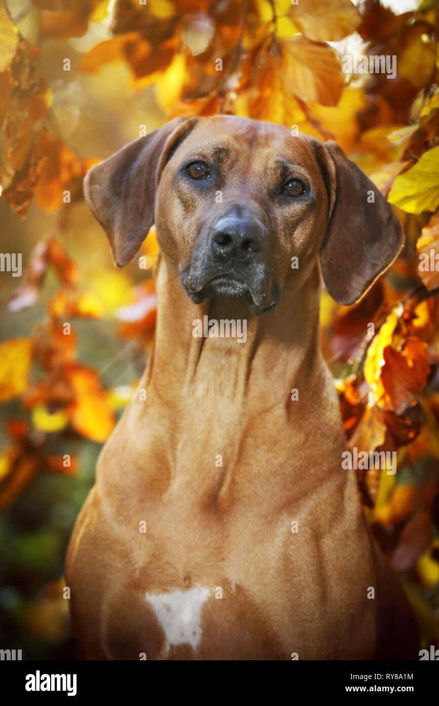 Rhodesian Ridgeback Portrait Stock Photo - Alamy